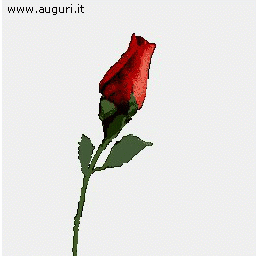 Profumo di rosa